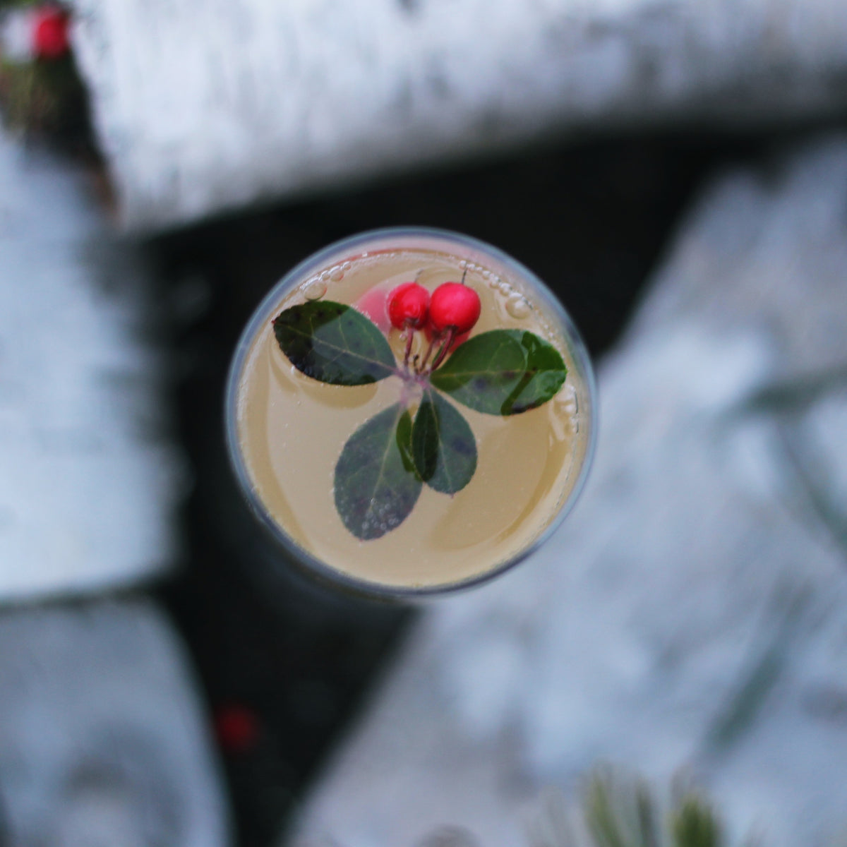 Winter Teaberry – Silver Swallow™